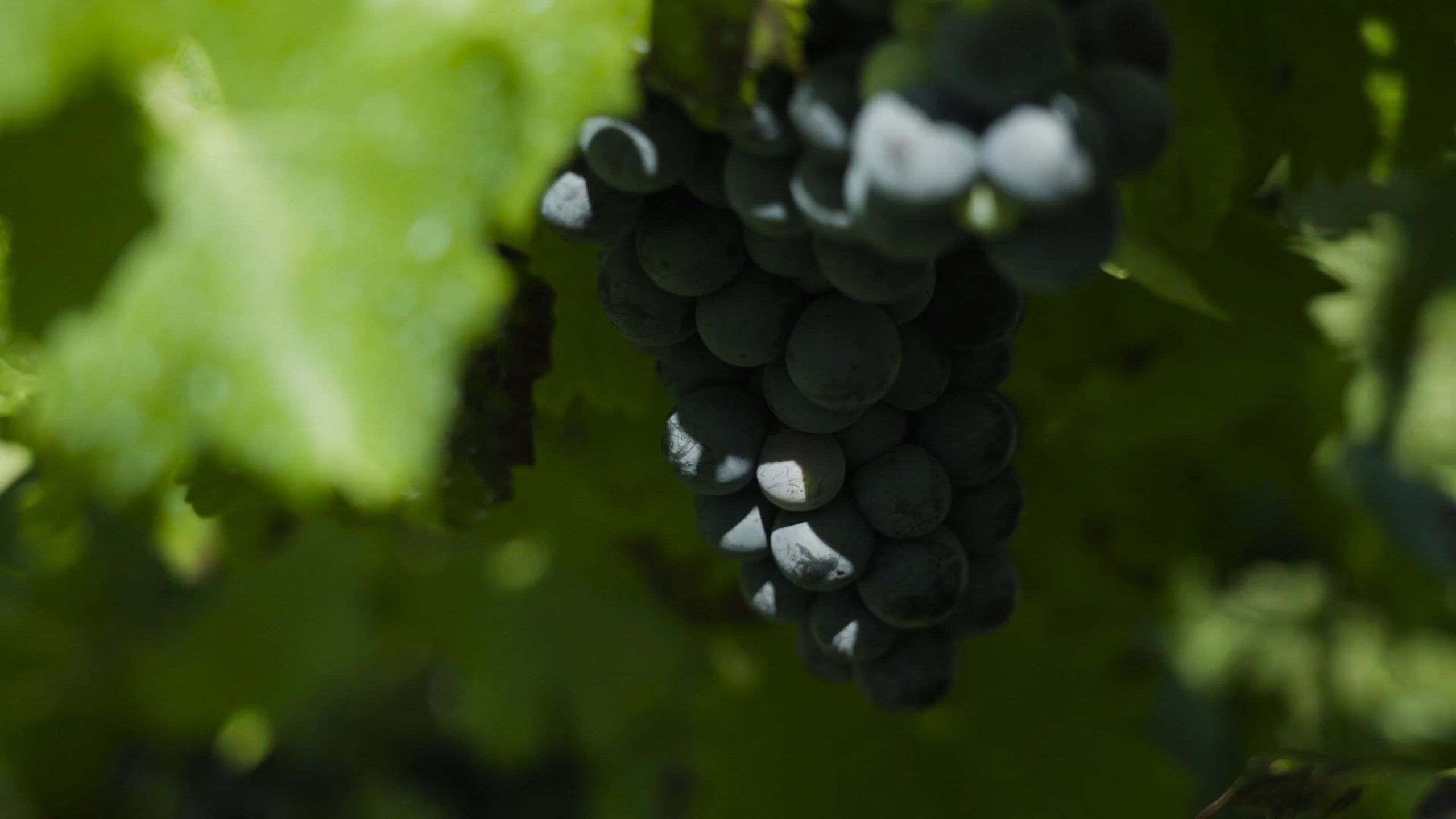 HOME - L'As de Pique